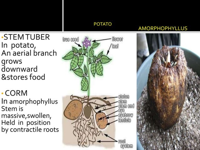ROOT & STEM MORPHOLOGY | PPTX