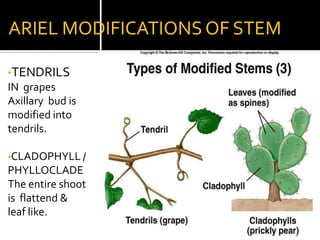 ROOT & STEM MORPHOLOGY | PPTX