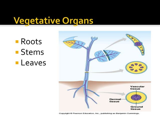 ROOT & STEM MORPHOLOGY | PPTX