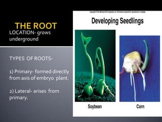 ROOT & STEM MORPHOLOGY | PPTX