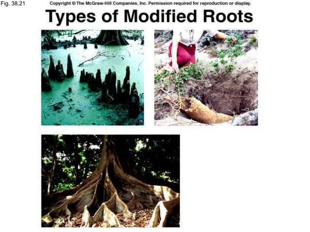 ROOT & STEM MORPHOLOGY | PPTX
