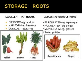 ROOT & STEM MORPHOLOGY | PPTX