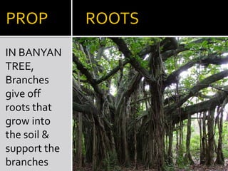 ROOT & STEM MORPHOLOGY | PPTX
