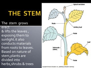 Erect Stem