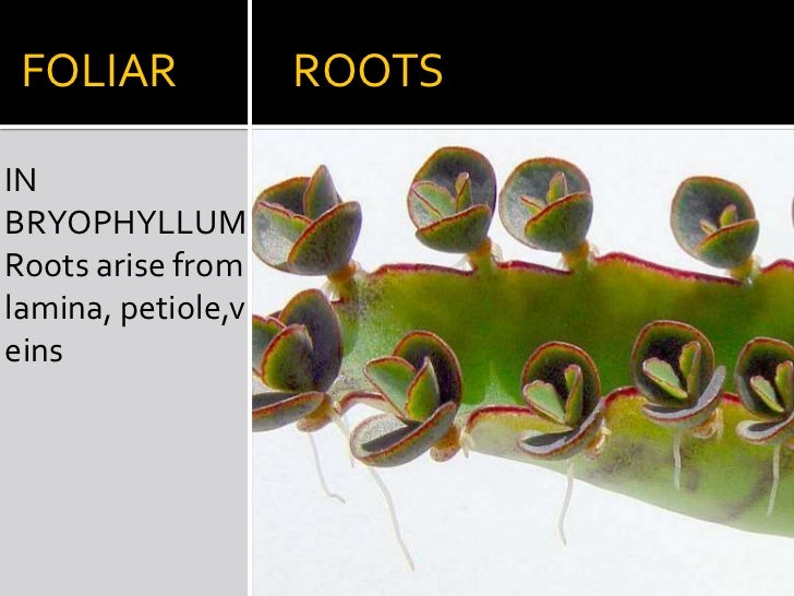 ROOT & STEM MORPHOLOGY