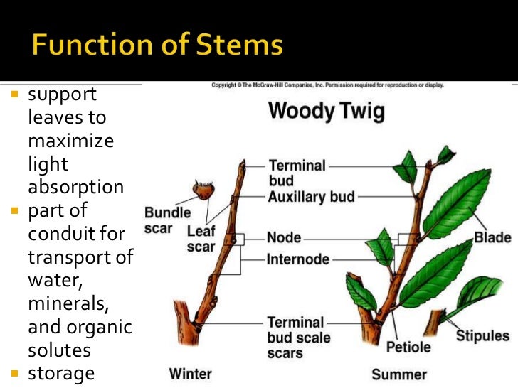ROOT & STEM MORPHOLOGY
