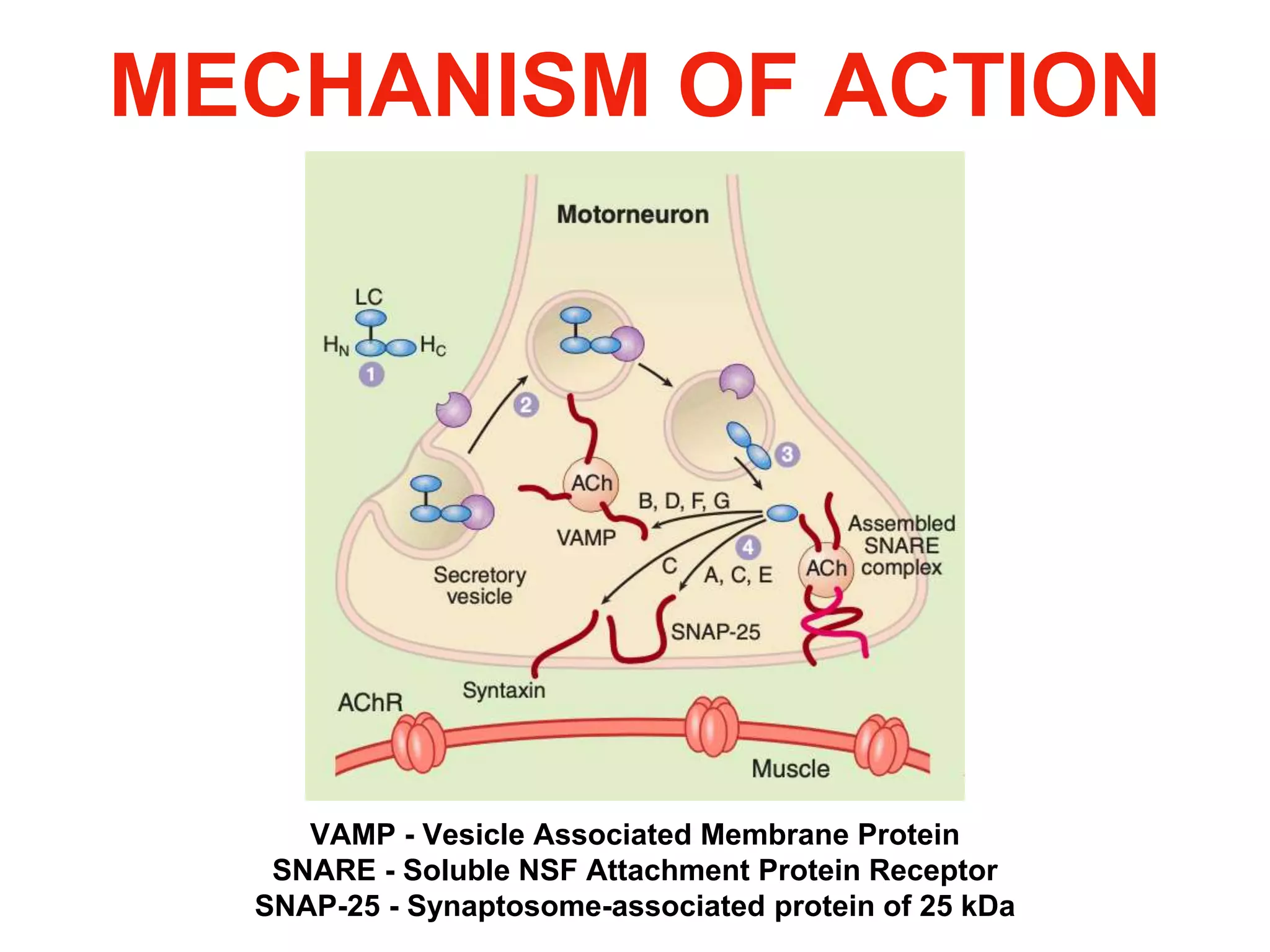 Botulinum Toxin A (BOTOX) | PPTX