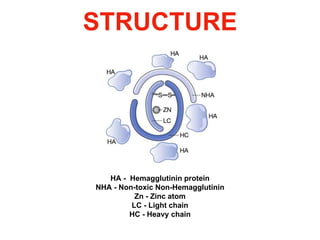 Botulinum Toxin A (BOTOX) | PPTX