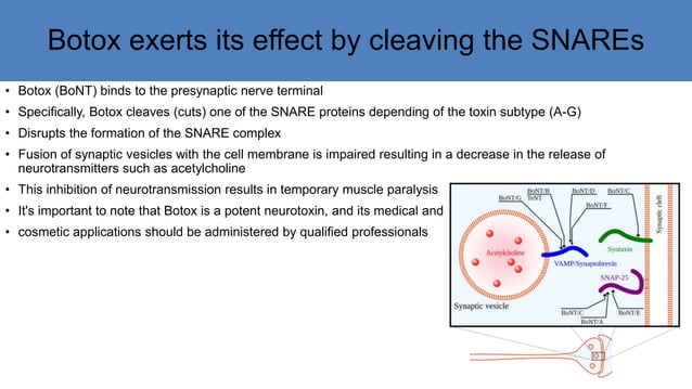 Botox.pptx