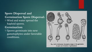 Reproduction in Marchantia. Modes of rep | PPT