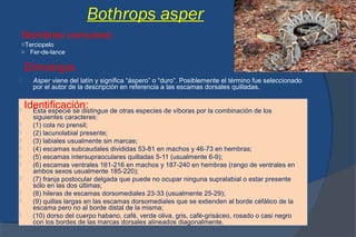 Morfologia y Biologia de las serpientes del Genero Bothrops | PPT