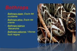 Morfologia y Biologia de las serpientes del Genero Bothrops | PPT