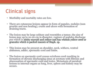 Botryomycosis.ppt hgccgjjjhgccghjhfggygggfccjjj | PPT