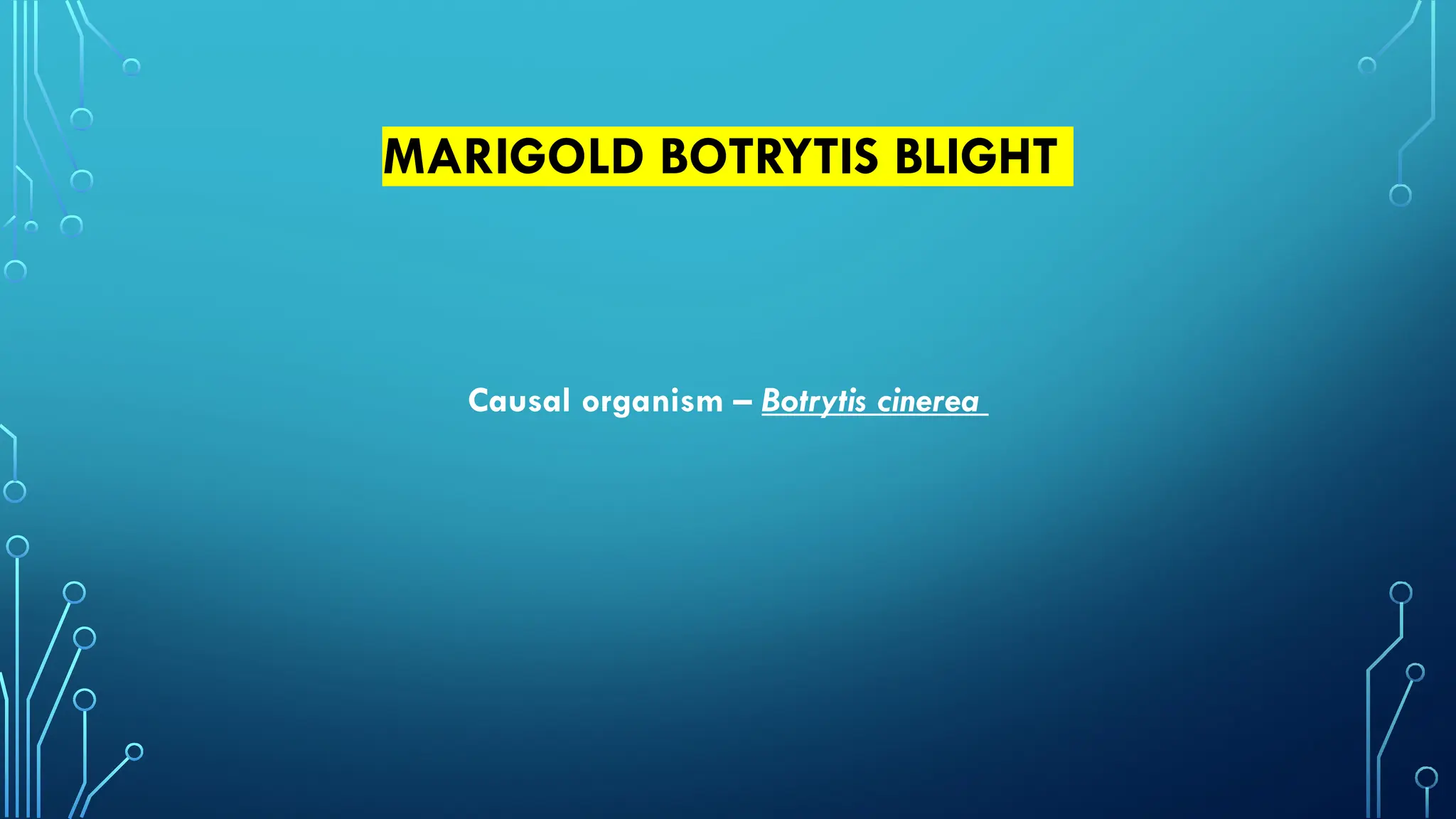 botrytis bloght of marigold disease of marigold | PPTX