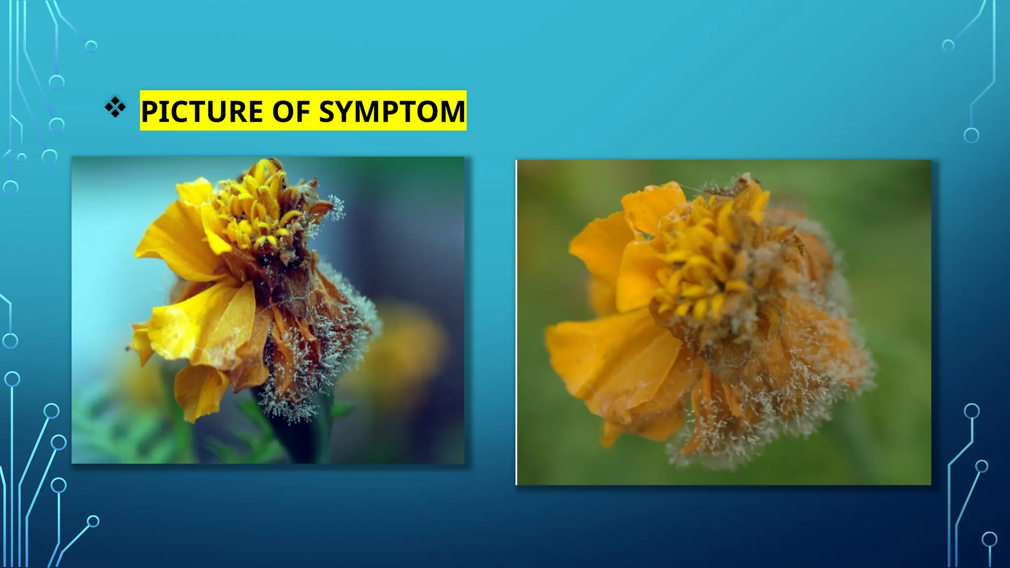 botrytis bloght of marigold disease of marigold | PPTX