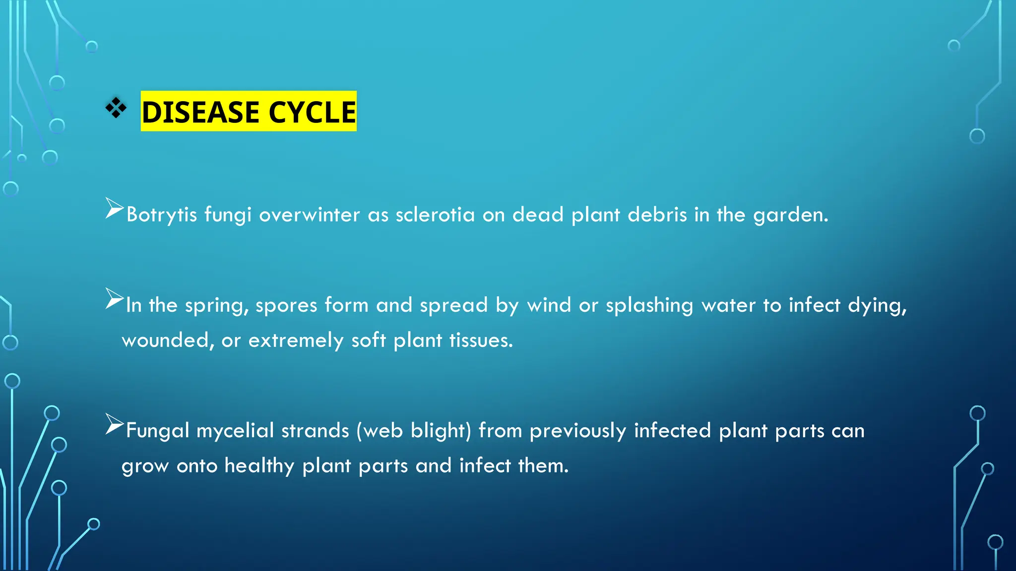 botrytis bloght of marigold disease of marigold | PPTX