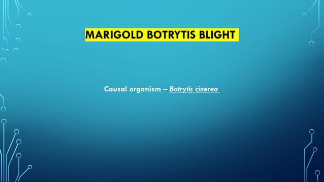 botrytis bloght of marigold disease of marigold | PPT