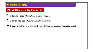Comprehensive Overview of Bacterial Reproduction and Their Impact on ...