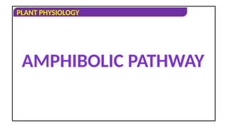 BOT SR RIP M04 AMPHIBO PATH NEET 2025.ppt