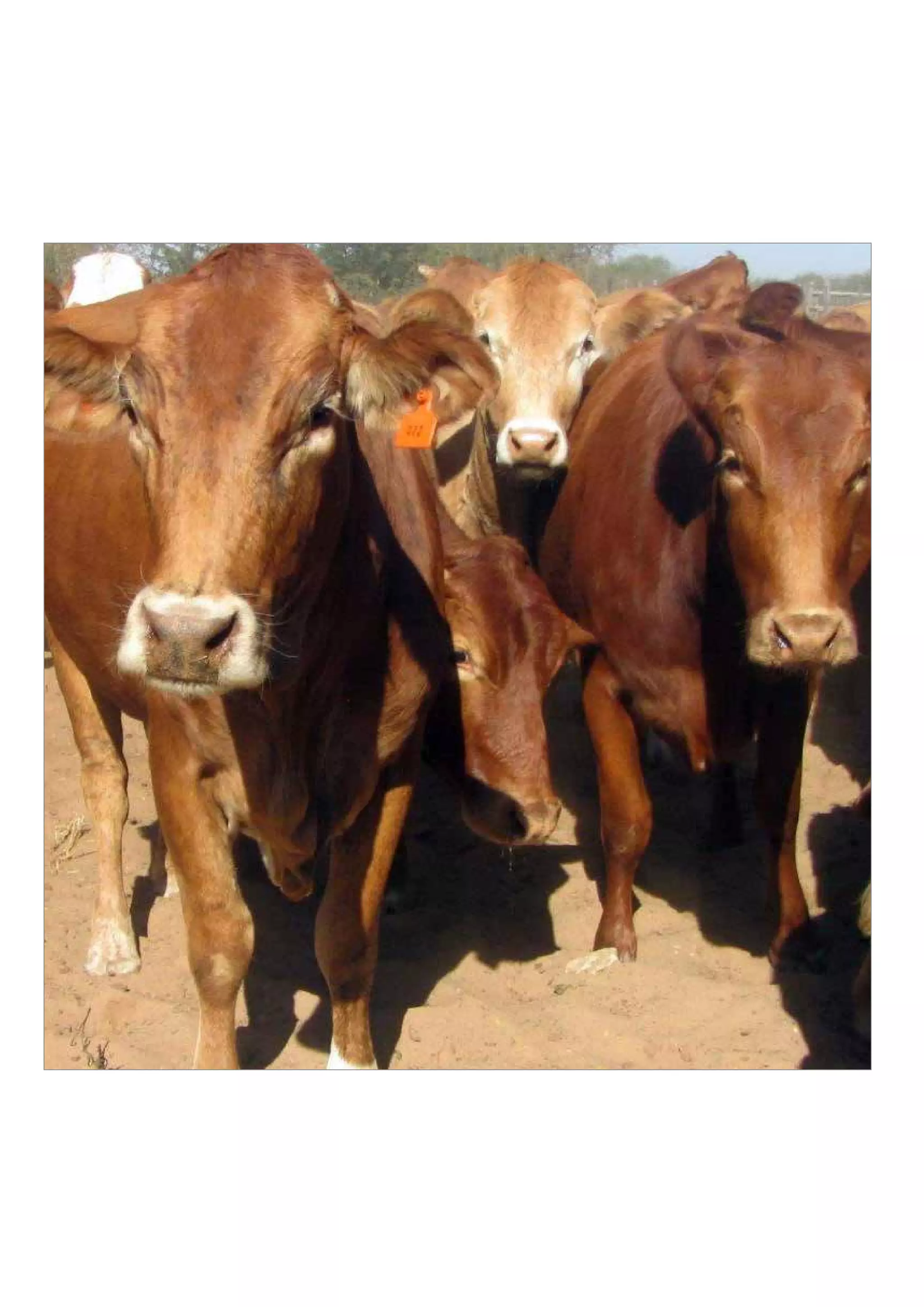 Botswana: Beef sector value chain analysis and action plan | PDF