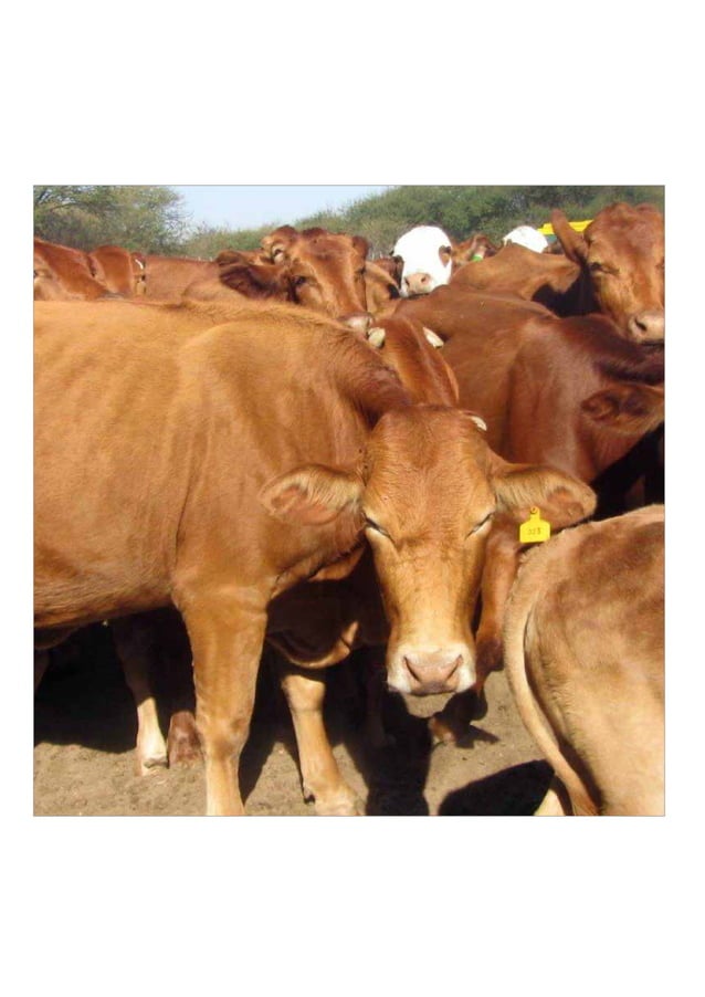 Botswana: Beef sector value chain analysis and action plan | PDF ...