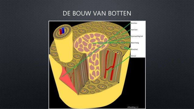 Botten, de theorie