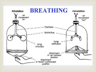 Respiratory System Model With Balloons