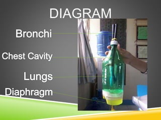 Bottled balloons- group 4 | PPTX