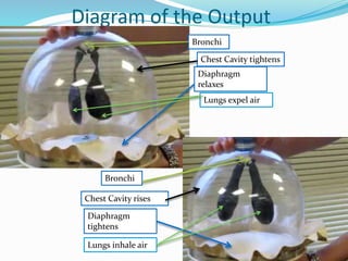 Bottled balloons - group 2 | PPTX