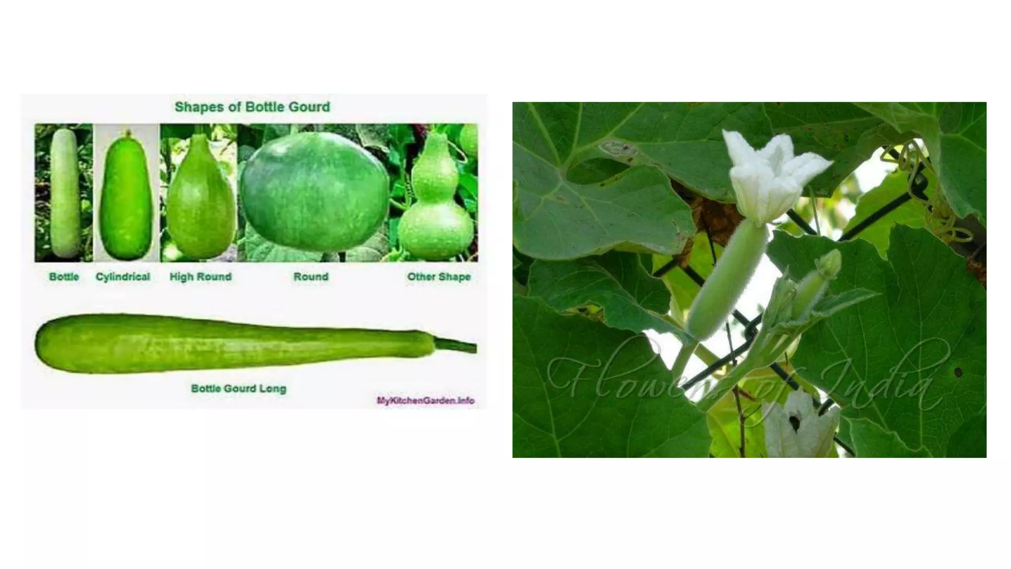 Production Technology of Bottlegourd | PPTX