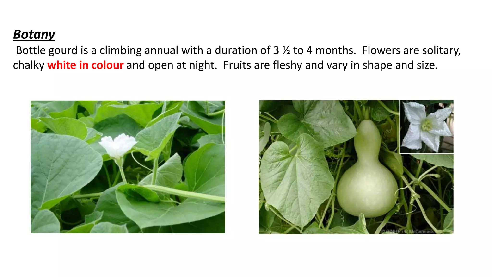 Production Technology of Bottlegourd | PPTX