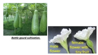 Production Technology of Bottlegourd | PPTX
