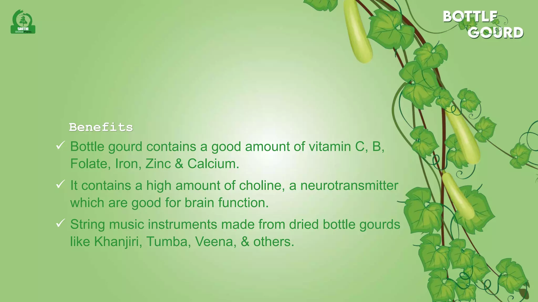Bottle Gourd | PPTX