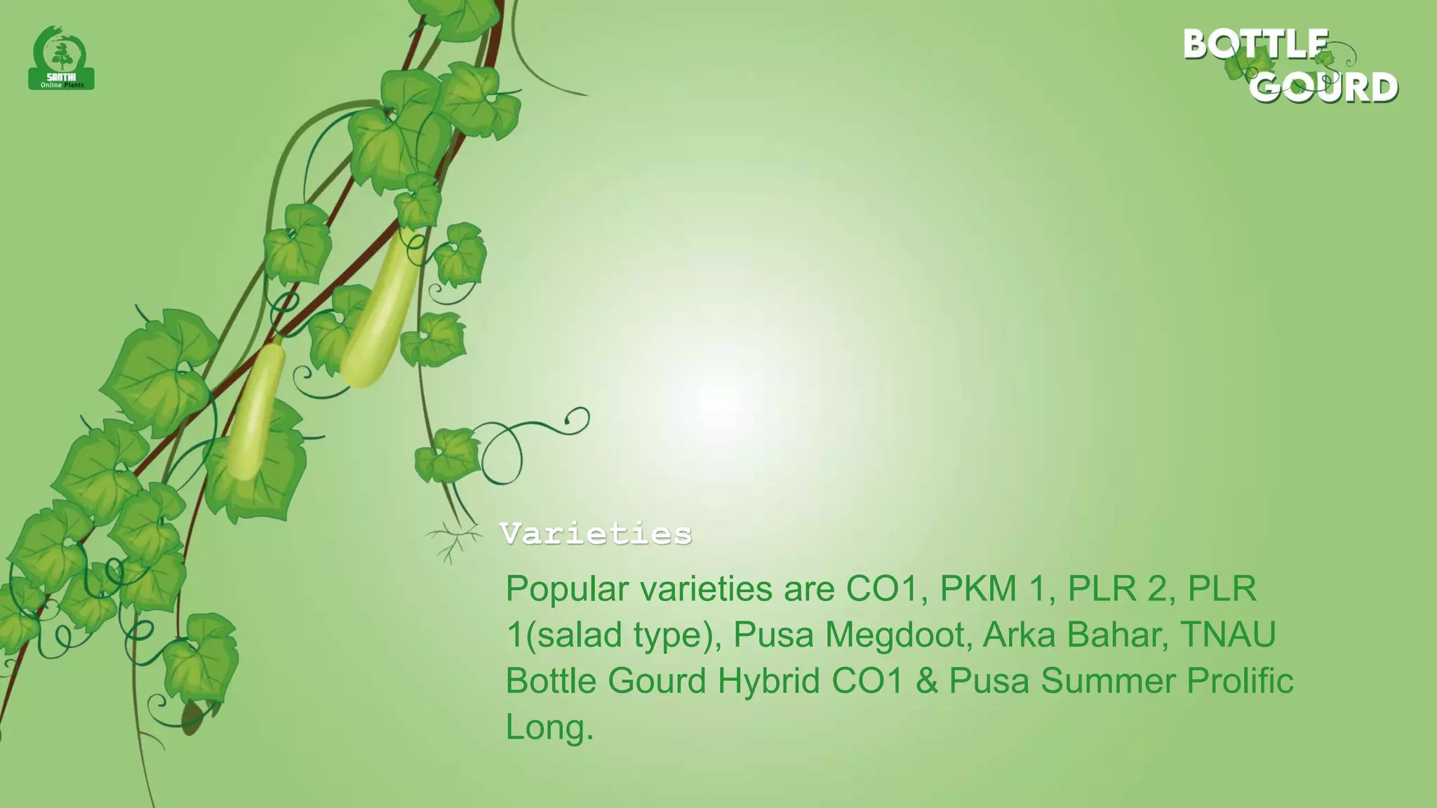 Bottle Gourd | PPTX