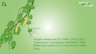 Bottle Gourd | PPTX