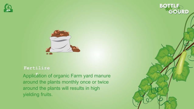 Bottle Gourd | PPTX