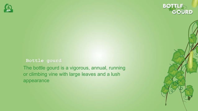Bottle Gourd.pptx