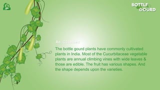 Bottle Gourd.pptx