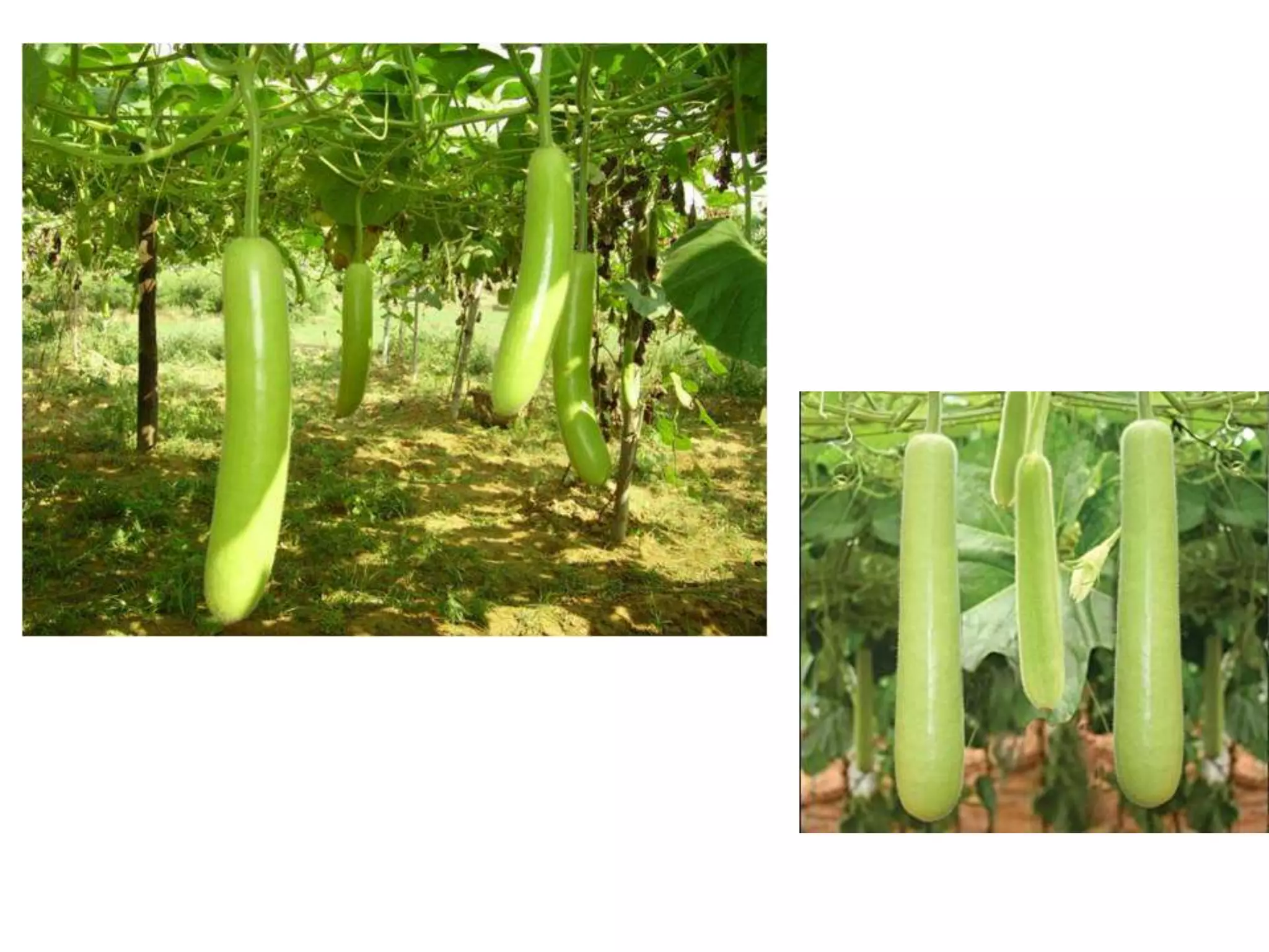 Bottle gourd presentation dr a h m solaiman | PPTX
