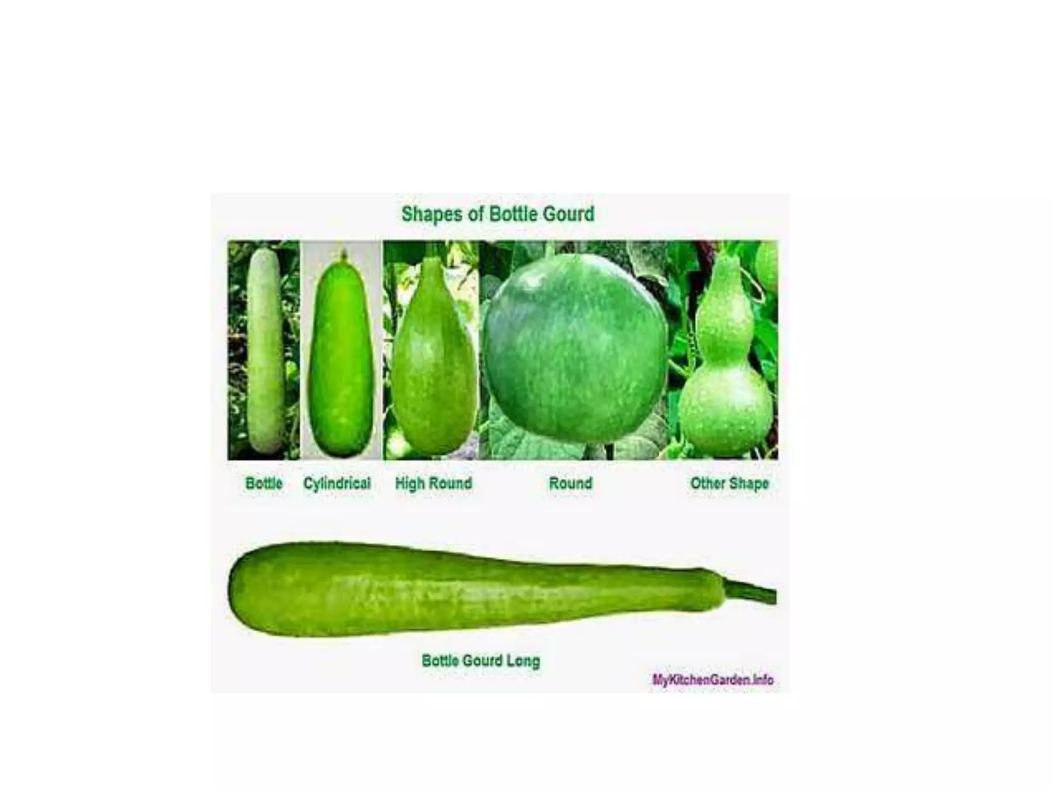 Bottle gourd presentation dr a h m solaiman | PPTX