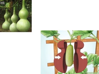 Bottle gourd presentation dr a h m solaiman | PPTX