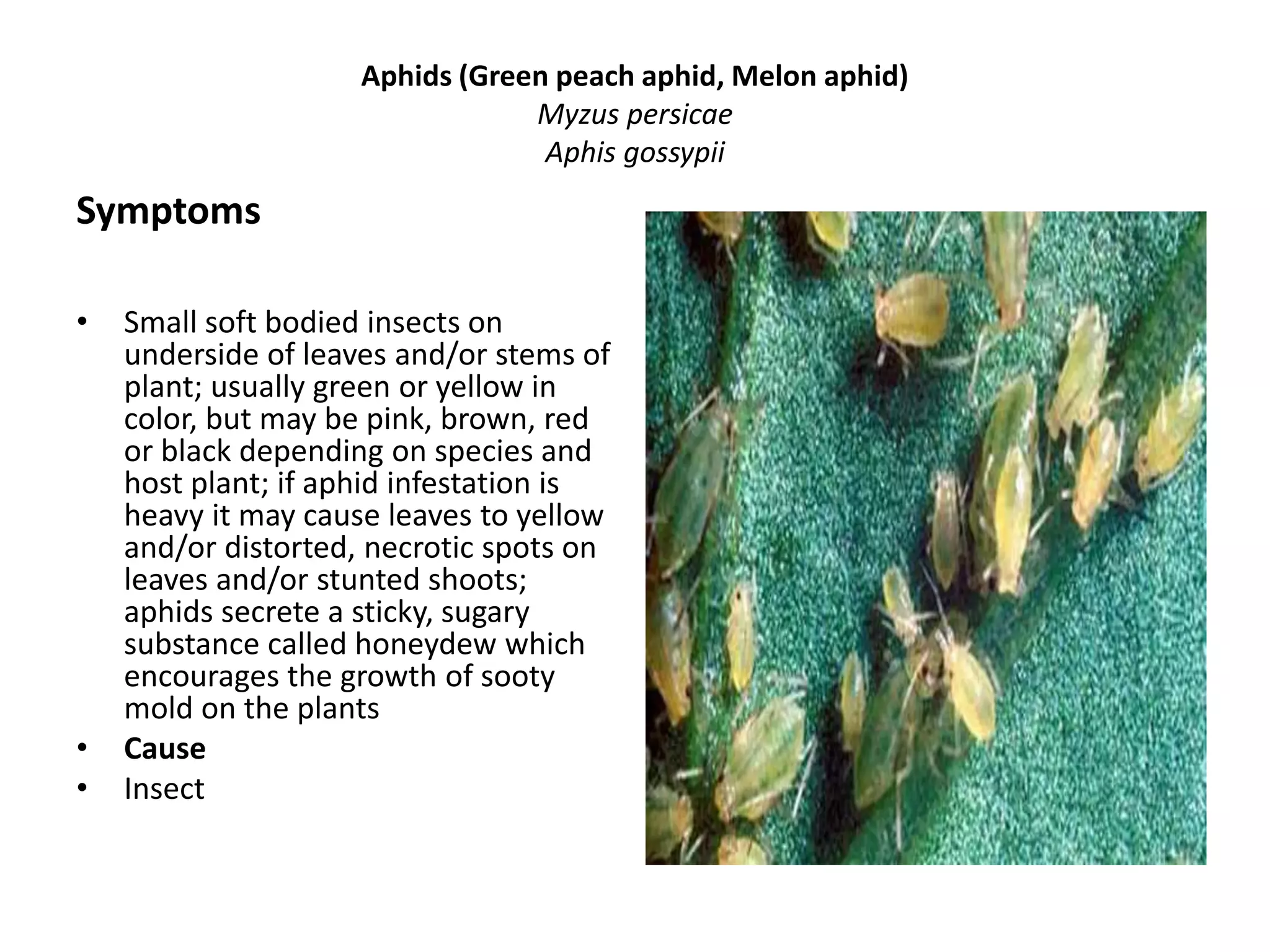 Bottle gourd insects A Lecture By Allah Dad Khan Provincial Coordinator ...