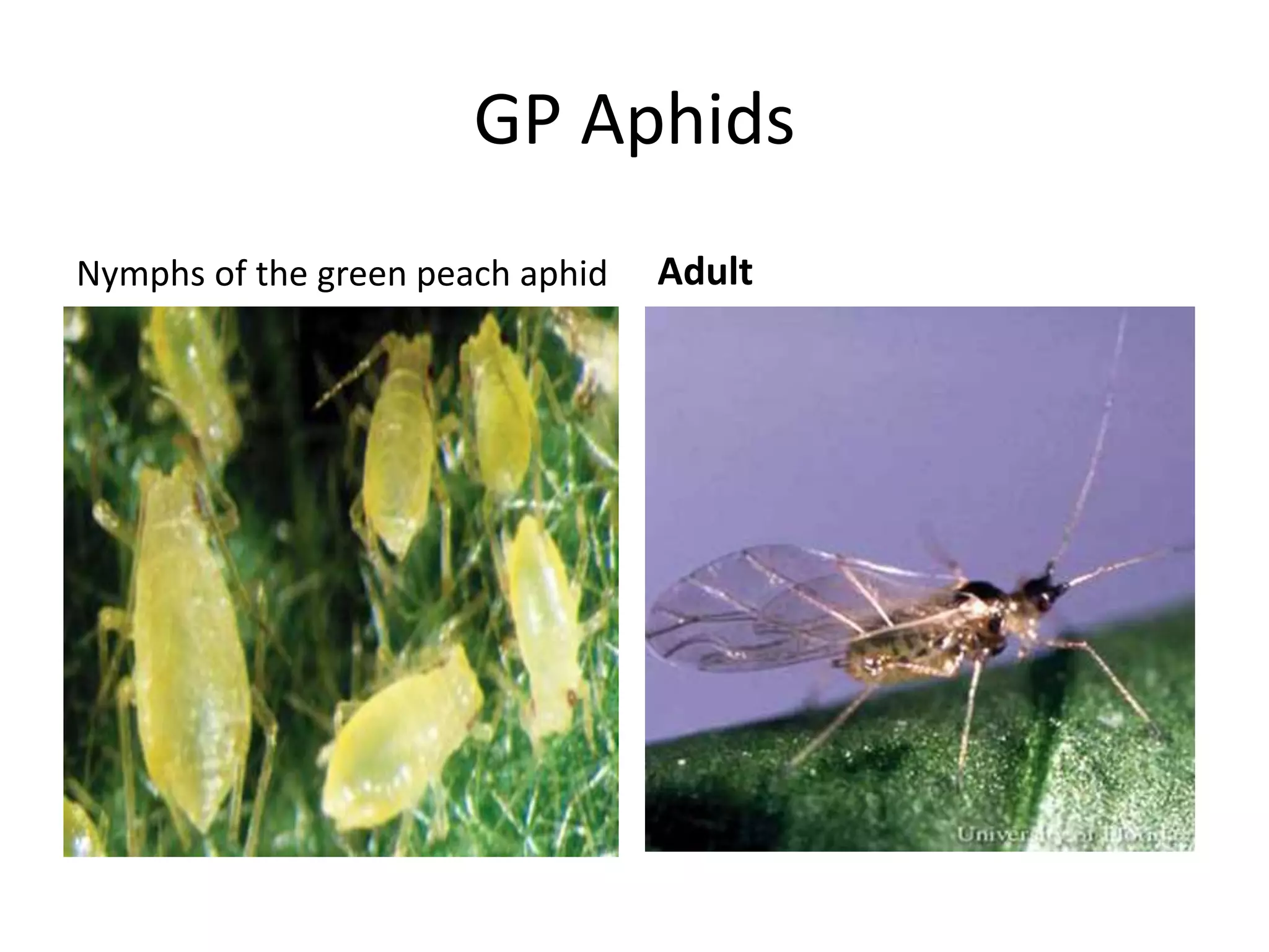 Bottle gourd insects A Lecture By Allah Dad Khan Provincial Coordinator ...