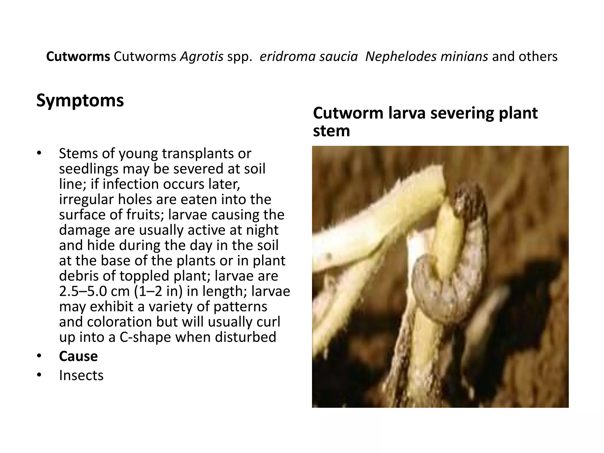 Bottle gourd insects A Lecture By Allah Dad Khan Provincial Coordinator ...