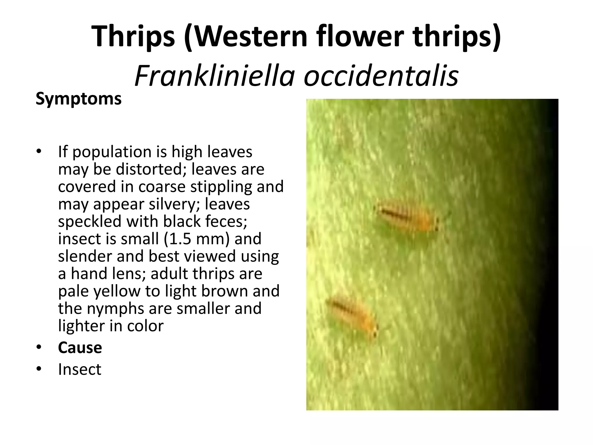 Bottle gourd insects A Lecture By Allah Dad Khan Provincial Coordinator ...