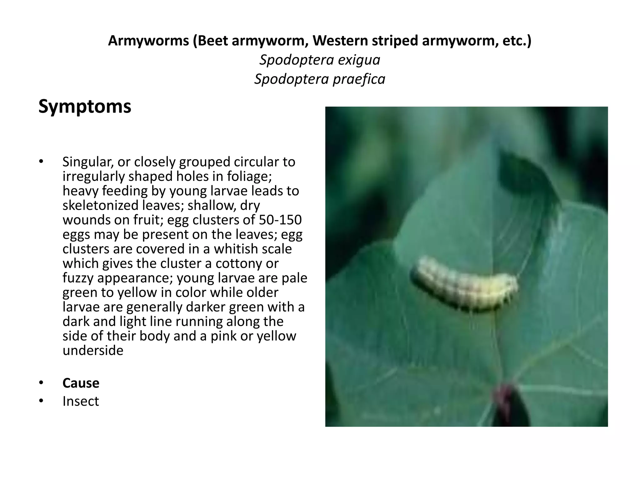 Bottle gourd insects A Lecture By Allah Dad Khan Provincial Coordinator ...