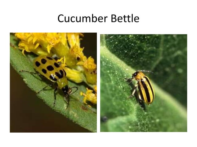 Bottle gourd insects A Lecture By Allah Dad Khan Provincial Coordinator ...