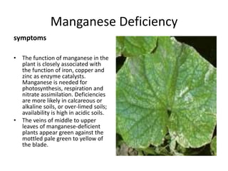 Bottle gourd physiological disorders By Mr. Allah Dad Khan Provincial ...