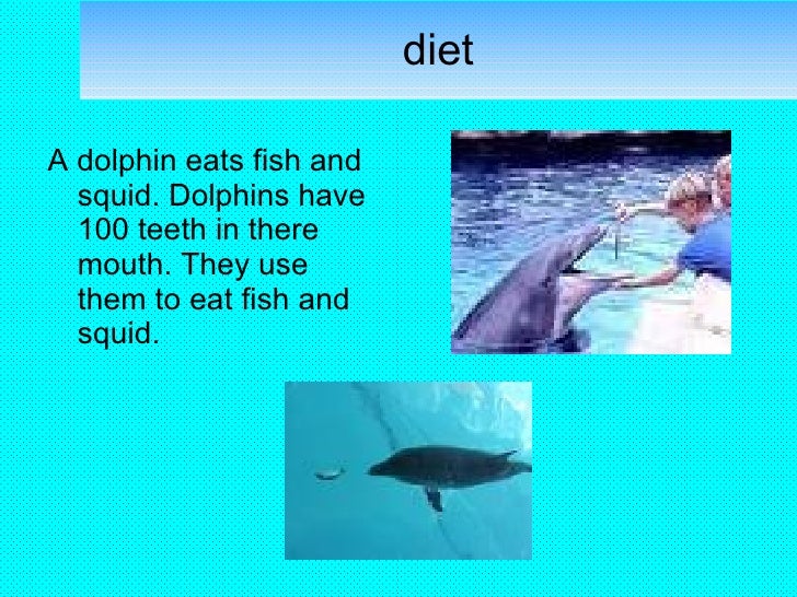 Bottlenose Dolphin Food
