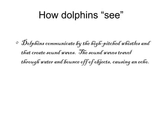 Bottlenose dolphin | PPT